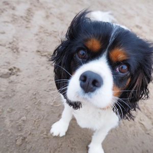 Blowfish Technology Ltd | Blowfish Team